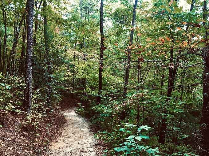 Trails winding through trees so tall they make you reconsider everything you thought was impressive back home.