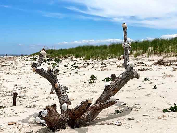 Driftwood becomes art when the ocean's done with it, free gallery admission included with your beach visit.