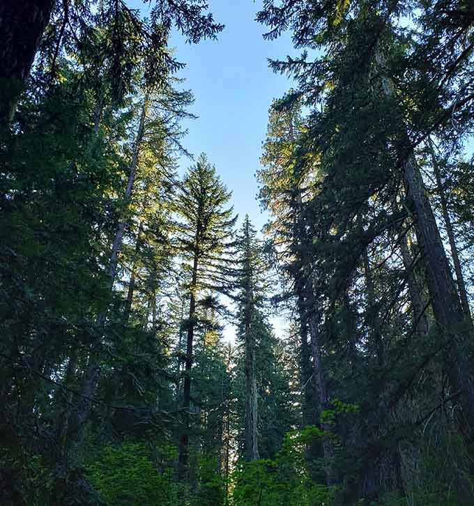 These towering trees stand guard like nature's own security team, protecting secrets hidden below their roots.