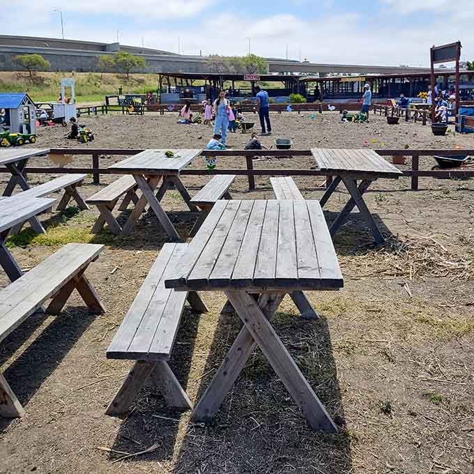 Picnic tables ready for families to refuel after their sunflower adventures, because beauty is hungry work for everyone involved.