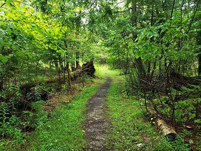Forest trails invite you to wander and wonder, offering that peaceful escape your brain has been desperately requesting.