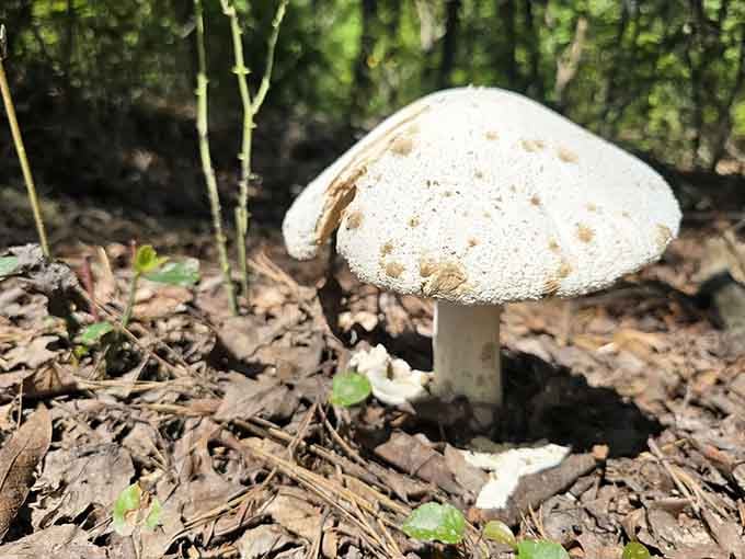 Even the mushrooms along the trail seem to be thriving in this unexpectedly magical corner of Jersey.