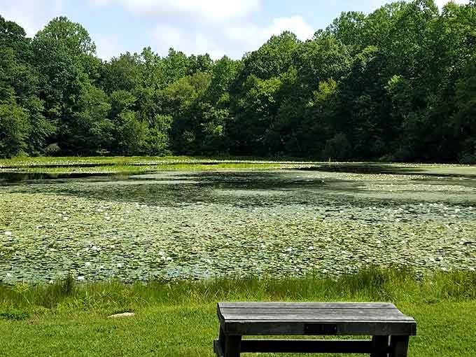 This bench offers front-row seats to nature's daily show, and the ticket price is absolutely unbeatable: free.