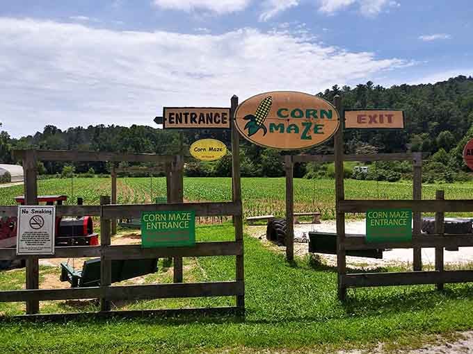 The corn maze entrance beckons adventurers to test their navigation skills among towering stalks of green.