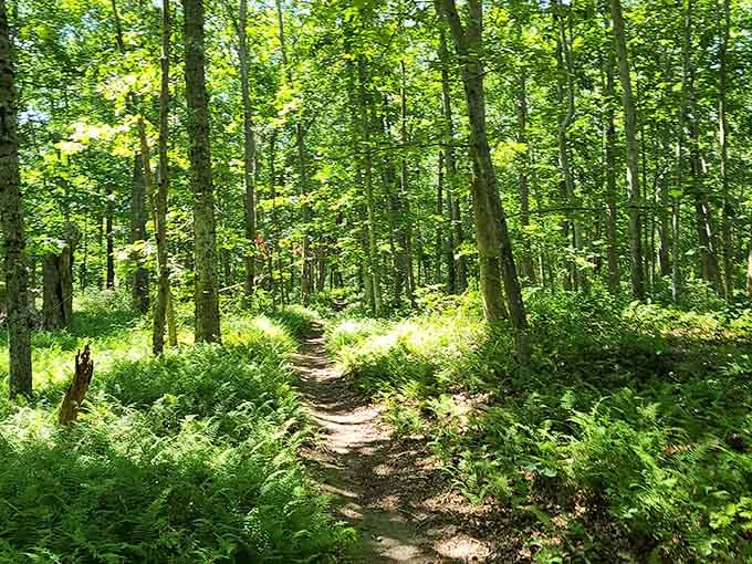 Forest trails where getting lost might actually be the point, offering peace that money genuinely cannot buy.