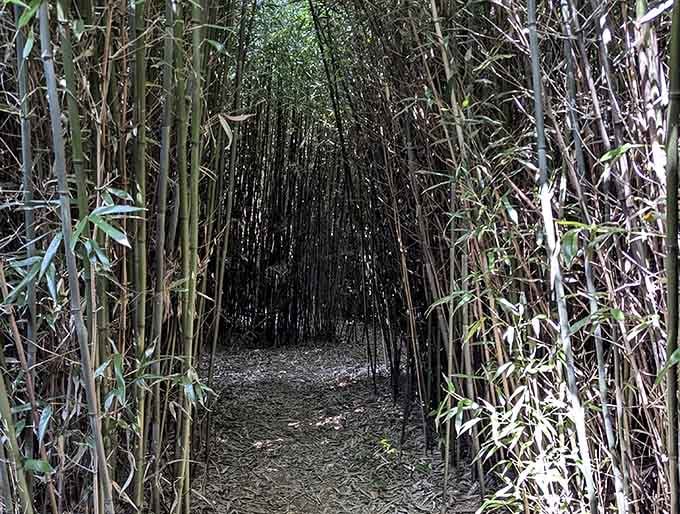 Step into this bamboo tunnel and feel like you've been transported to another continent entirely.