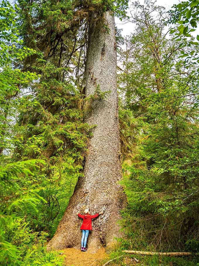 Standing next to a Sitka spruce this size puts your entire life in perspective, and that's not a bad thing.