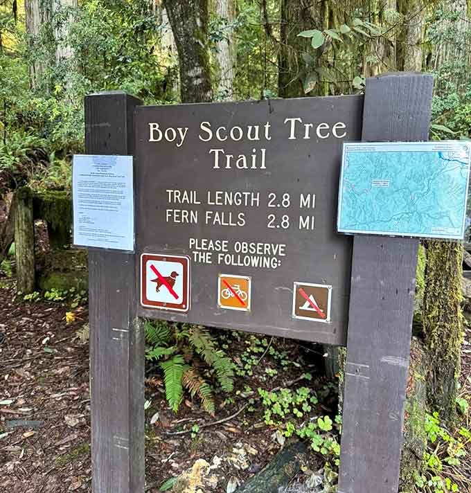 The Boy Scout Tree Trail promises adventure and delivers views that'll make your Instagram followers deeply jealous.