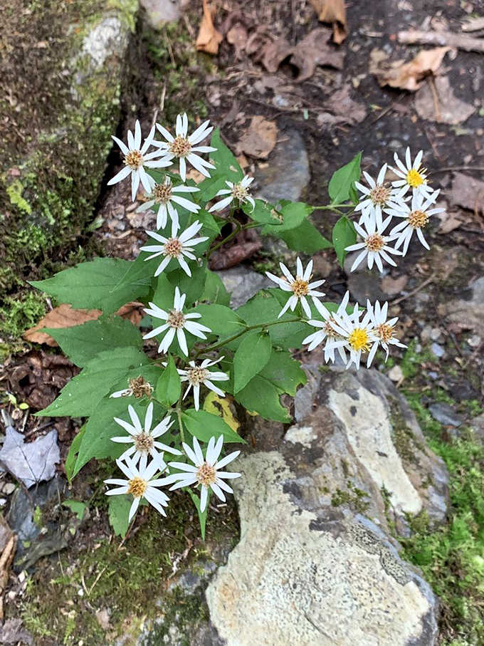 Even the wildflowers along the trail seem to be cheering you on toward your waterfall destination.