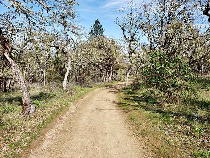 The Jacksonville Woodlands trails prove that the best gym membership is actually just a good pair of shoes.