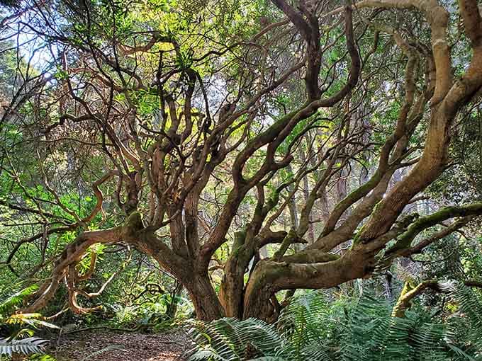 Trees that twist and turn like nature's own sculpture garden, no admission fee required.