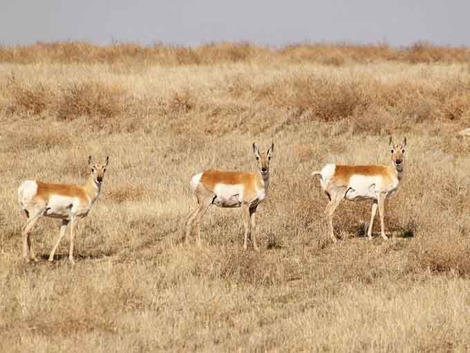 Pronghorn antelope roam freely here, putting on shows that beat anything streaming on your devices.