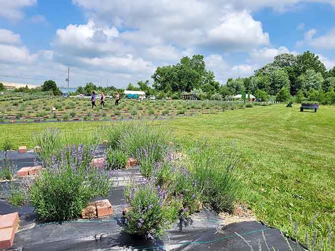 Blue skies and purple fields creating a color combination that would make any interior designer weep with joy.
