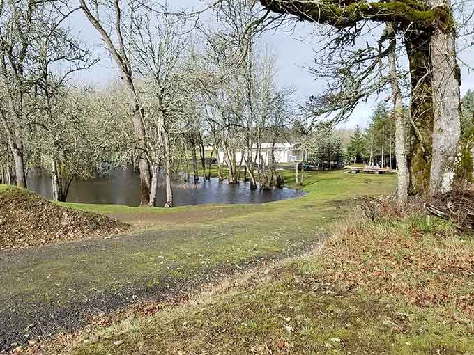Cheadle Lake Park's flooded trees create an otherworldly landscape, perfect for contemplative afternoon strolls.