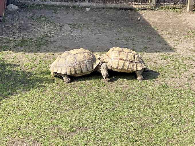 These tortoises move at their own pace, reminding everyone that slow and steady still wins at being absolutely adorable.