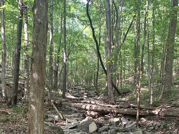 Sunlight filters through the canopy, creating those Instagram-worthy beams that no filter can truly replicate properly.