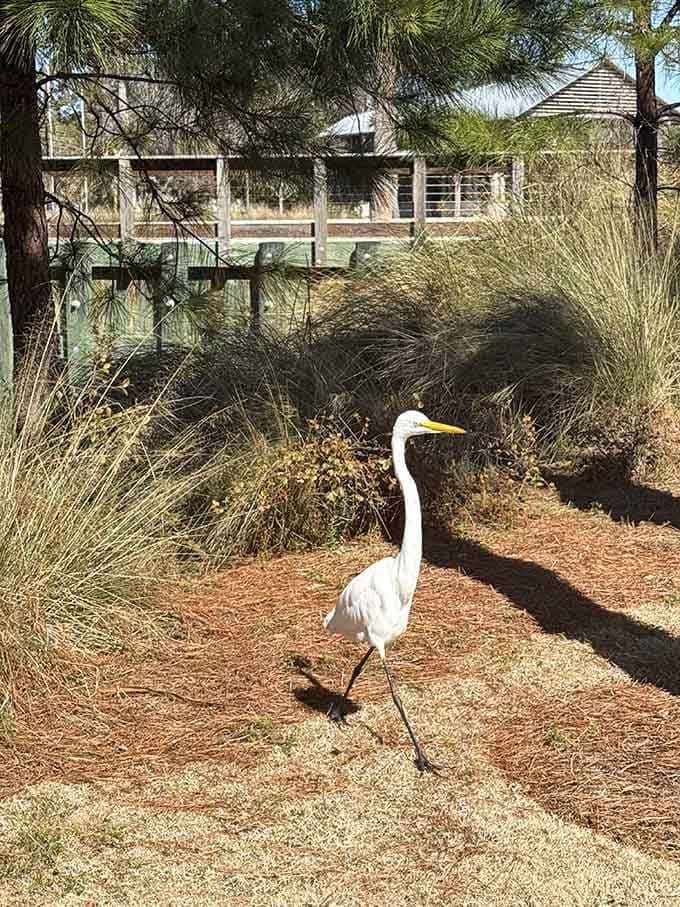Local wildlife makes surprise appearances, adding authentic Lowcountry ambiance that no theme park could ever successfully replicate or manufacture.