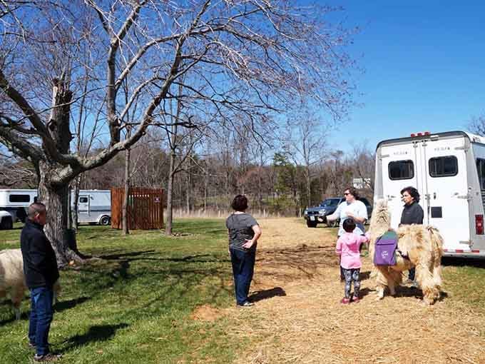 Families discover that llama adventures create the kind of memories no screen time could ever match.