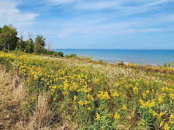 Wildflowers meet endless blue horizons in a scene that costs exactly zero dollars to enjoy fully.