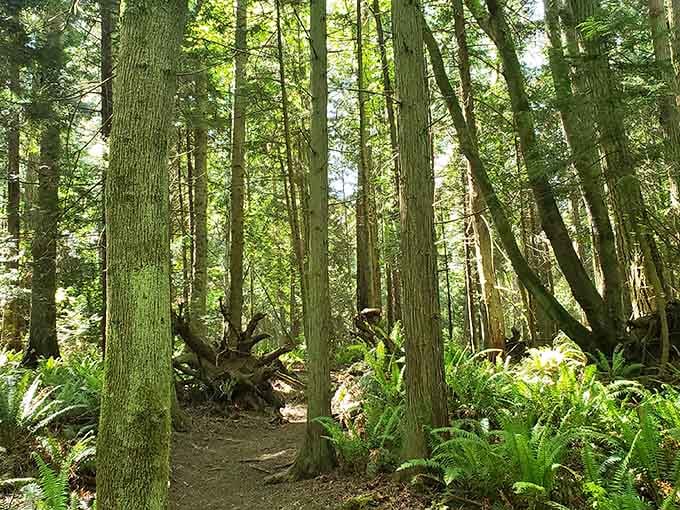 Walking through this forest feels like entering a cathedral, except the ceiling is infinitely taller and greener.