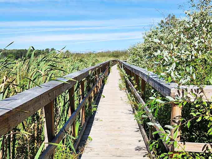 The wooden pathway cuts through vibrant greenery, offering dry passage through this thriving aquatic ecosystem wonderland.