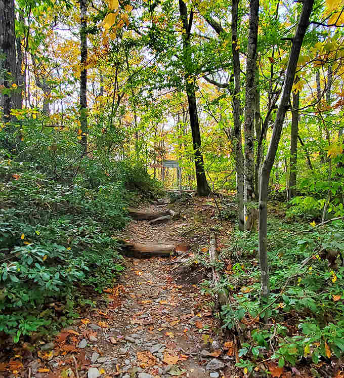 Autumn transforms the trail into nature's own cathedral, complete with a stained-glass canopy overhead.