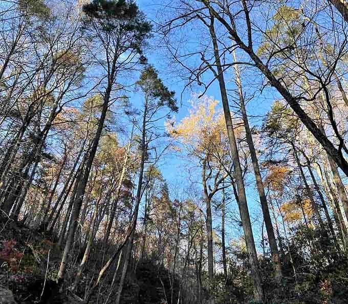 Towering trees reach skyward like natural skyscrapers, creating a canopy that shifts with every season's dramatic costume change.