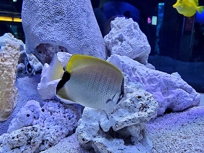 Tropical fish gliding through coral displays bring the Caribbean to Connecticut &ndash; no passport or sunscreen required for this journey.