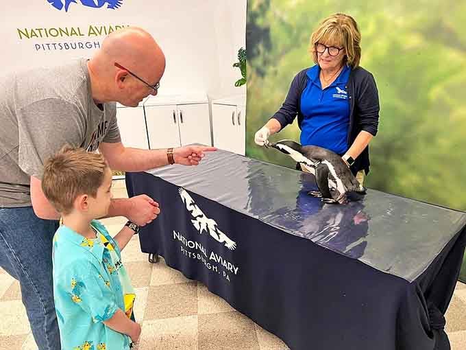 A penguin on a table, a kid pointing in disbelief, and an adult trying to stay calm. Nobody stays calm at penguin encounters.