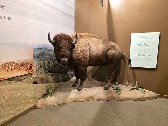 This bison display reminds you that pioneers saw these magnificent creatures by the thousands, not behind glass.
