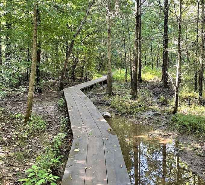 Even the wooded sections get their own pathway, because mud-free shoes make everyone happier explorers.