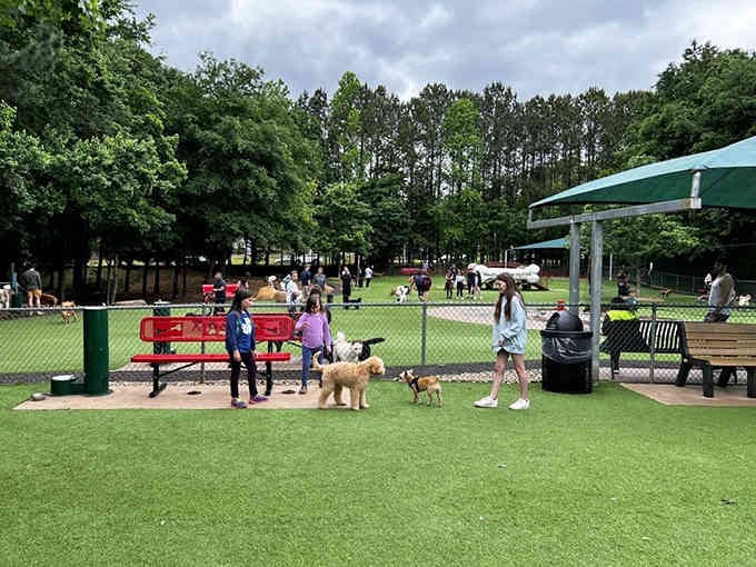 Bright red benches offer prime viewing spots for the greatest reality show ever: dogs being absolutely ridiculous together.