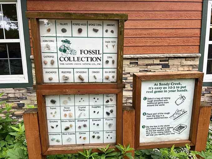 The fossil collection showcases millions of years of history, from ancient sea creatures to prehistoric plants and minerals.