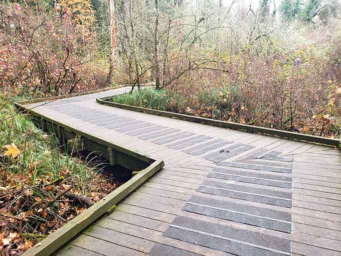 The boardwalk curves through wetlands like a wooden ribbon, keeping your feet dry while nature does its thing all around.