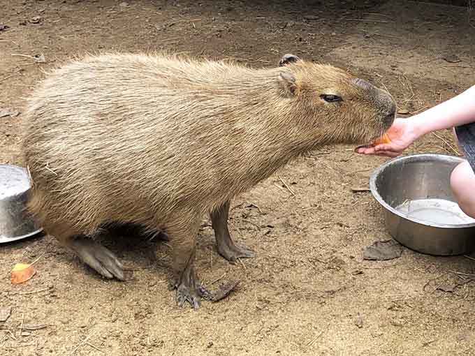 Meet the capybara, nature's chillest rodent, proving that being relaxed is an art form worth mastering daily.