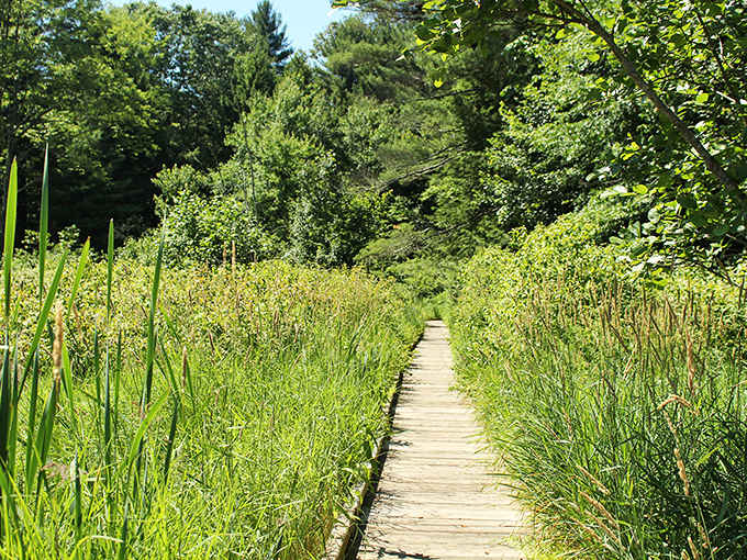 Boardwalk trails through wetlands provide free entertainment that's better than anything streaming on your television tonight.