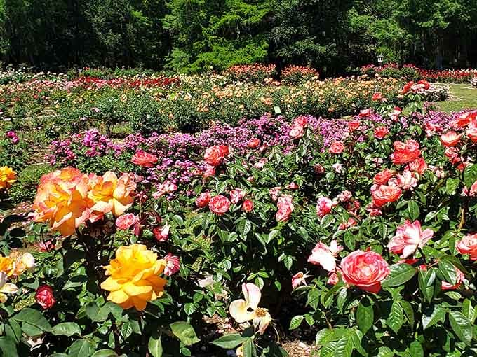 Edisto Memorial Gardens explodes with roses that cost absolutely nothing to admire and photograph endlessly.