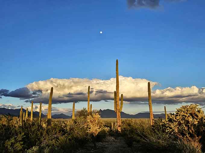 Saguaros standing sentinel under dramatic clouds, proving the desert has better lighting than most Hollywood productions.