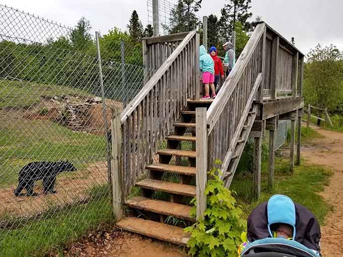 The elevated observation deck offers prime viewing angles for watching bears do absolutely whatever they feel like doing.