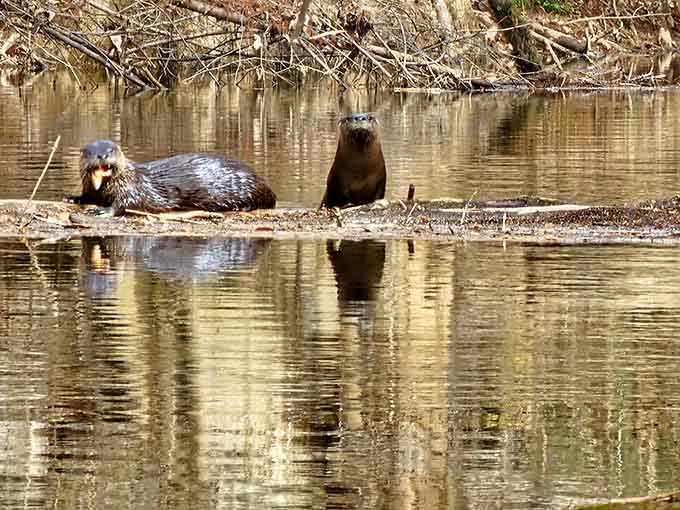 River otters living their best life, reminding you that you're visiting their neighborhood and they're excellent hosts.