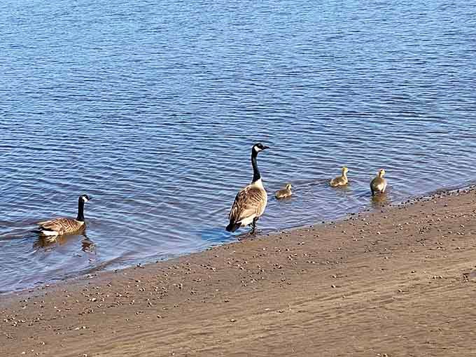 Canada geese and their goslings waddle along the shore like they own the place, because they do.