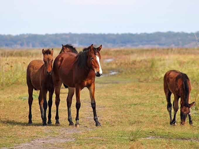 Wild horses couldn't drag you away from this view, mainly because they're already here enjoying it themselves.