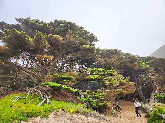 These ancient Monterey cypress trees have seen things. Magnificent, windswept, dramatic things. They're not telling.