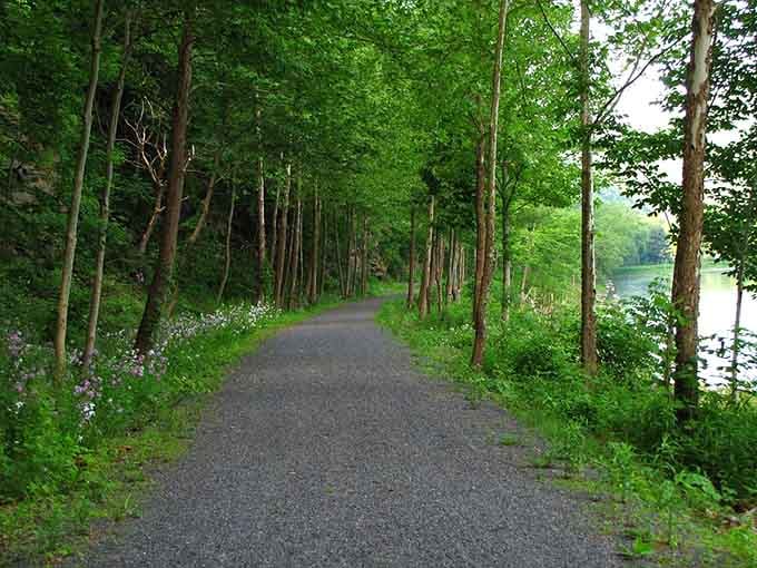 The Pine Creek Rail Trail stretches ahead, tree-lined and inviting, practically begging you to grab a bike and explore.