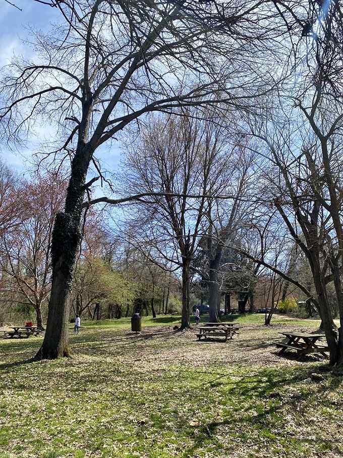 Picnic tables beneath bare branches offer front-row seats to nature's ever-changing theatrical performance throughout seasons.