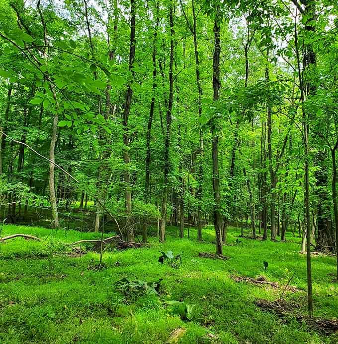 The lush forest surrounding the fossil beds creates a peaceful atmosphere that makes you forget you're in New Jersey.