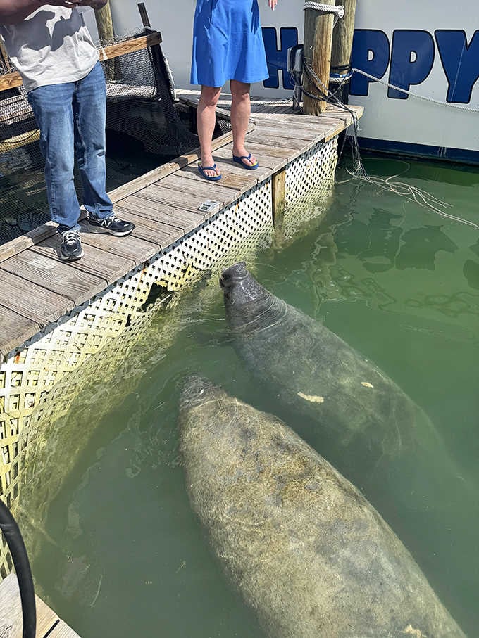 Gentle manatees occasionally visit, adding another layer of magic to this already surreal aquatic social gathering spot.