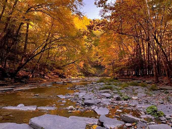 Enfield Creek meanders through fall colors like a painter's brushstroke across nature's canvas, absolutely stunning.