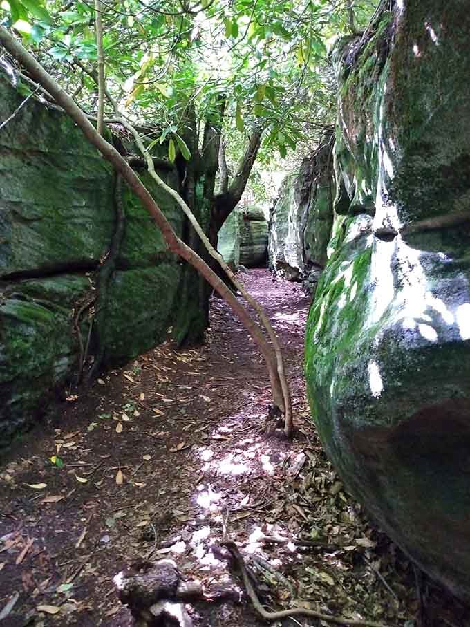 Sunlight filters through gaps above, illuminating passages that feel both ancient and somehow brand new every visit.