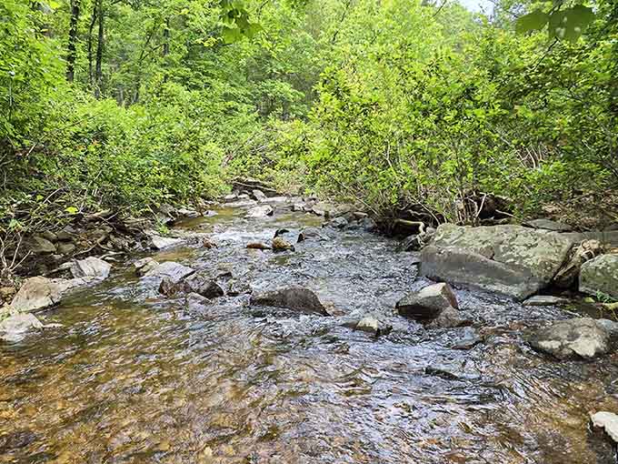 The gentle creek sections offer peaceful moments between the dramatic waterfall displays that steal the show completely.